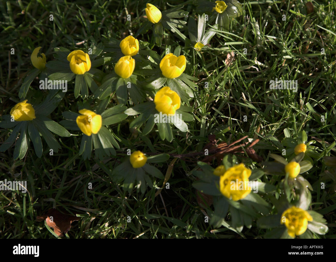 Unidentified yellow flowers Stock Photo - Alamy