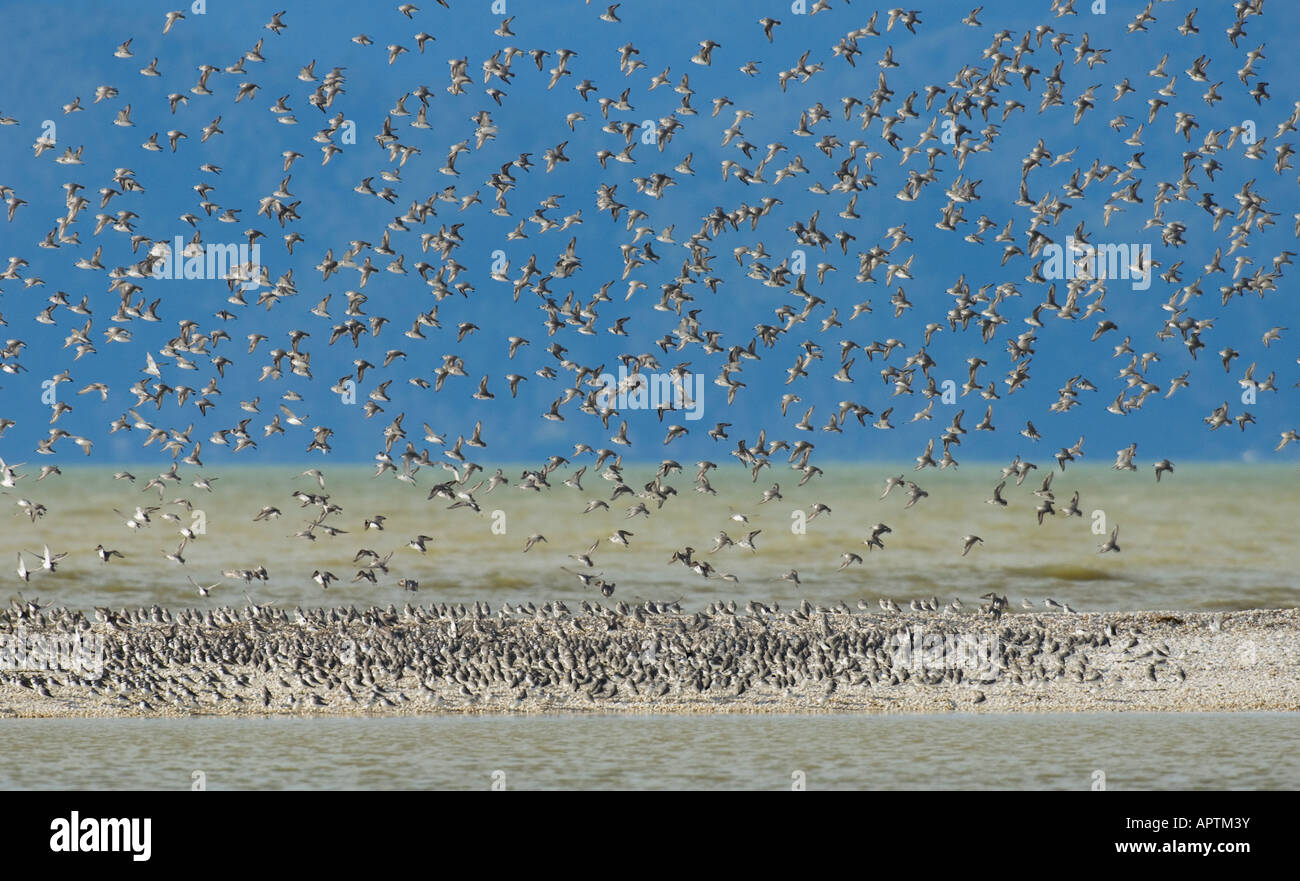 Wrybill (Anarhynchus frontalis Stock Photo - Alamy