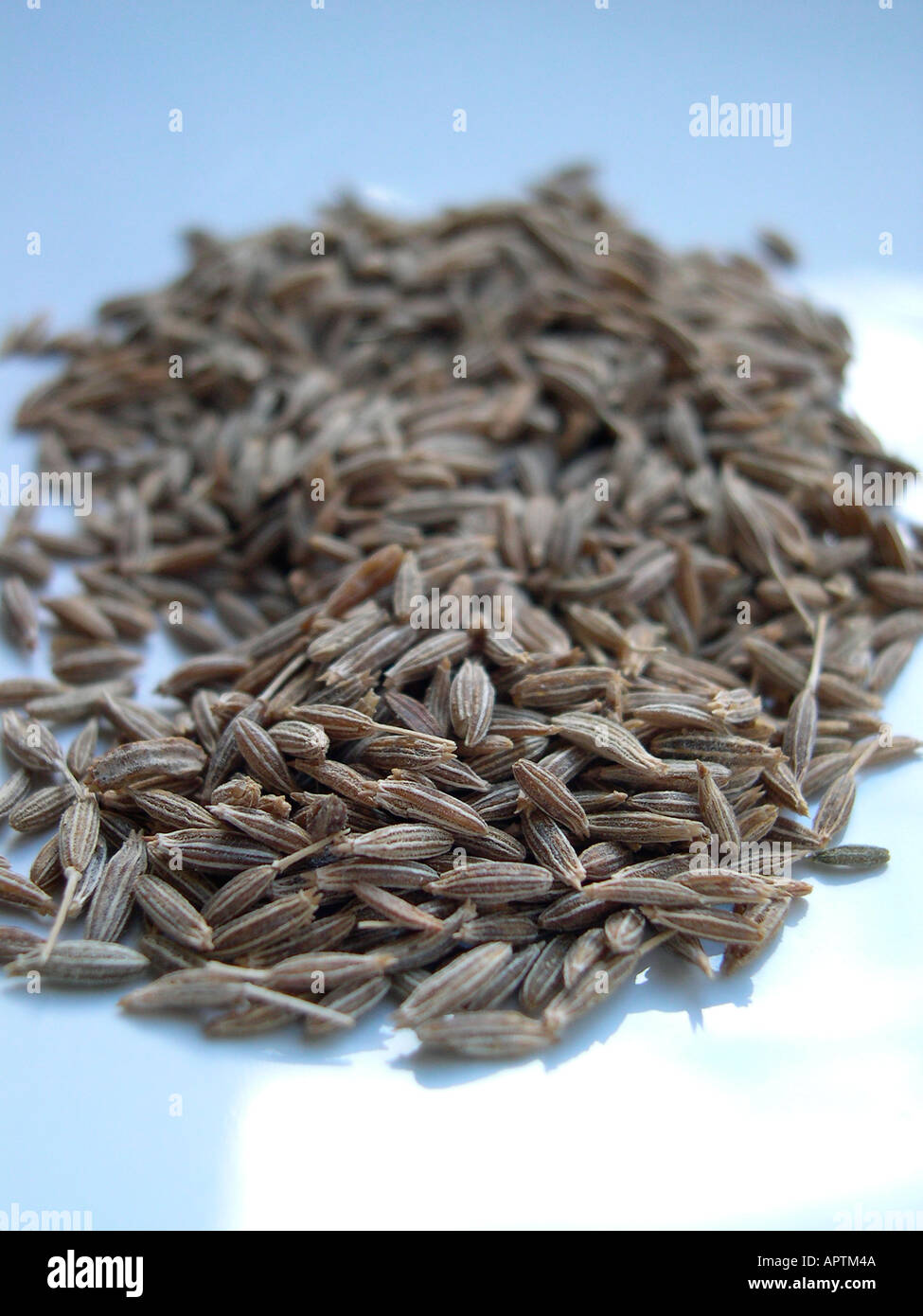 whole cumin seeds used in indian and middle east cookery Stock Photo ...