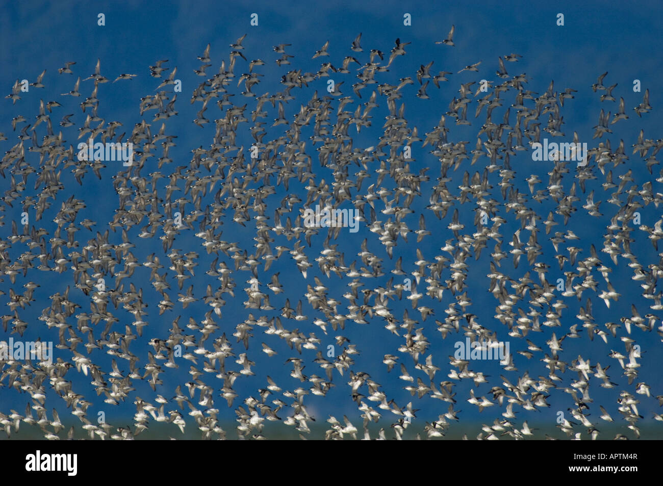 Wrybill (Anarhynchus frontalis Stock Photo - Alamy