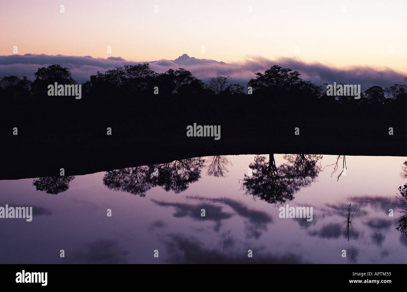 Treetops Kenya High Resolution Stock Photography and Images - Alamy