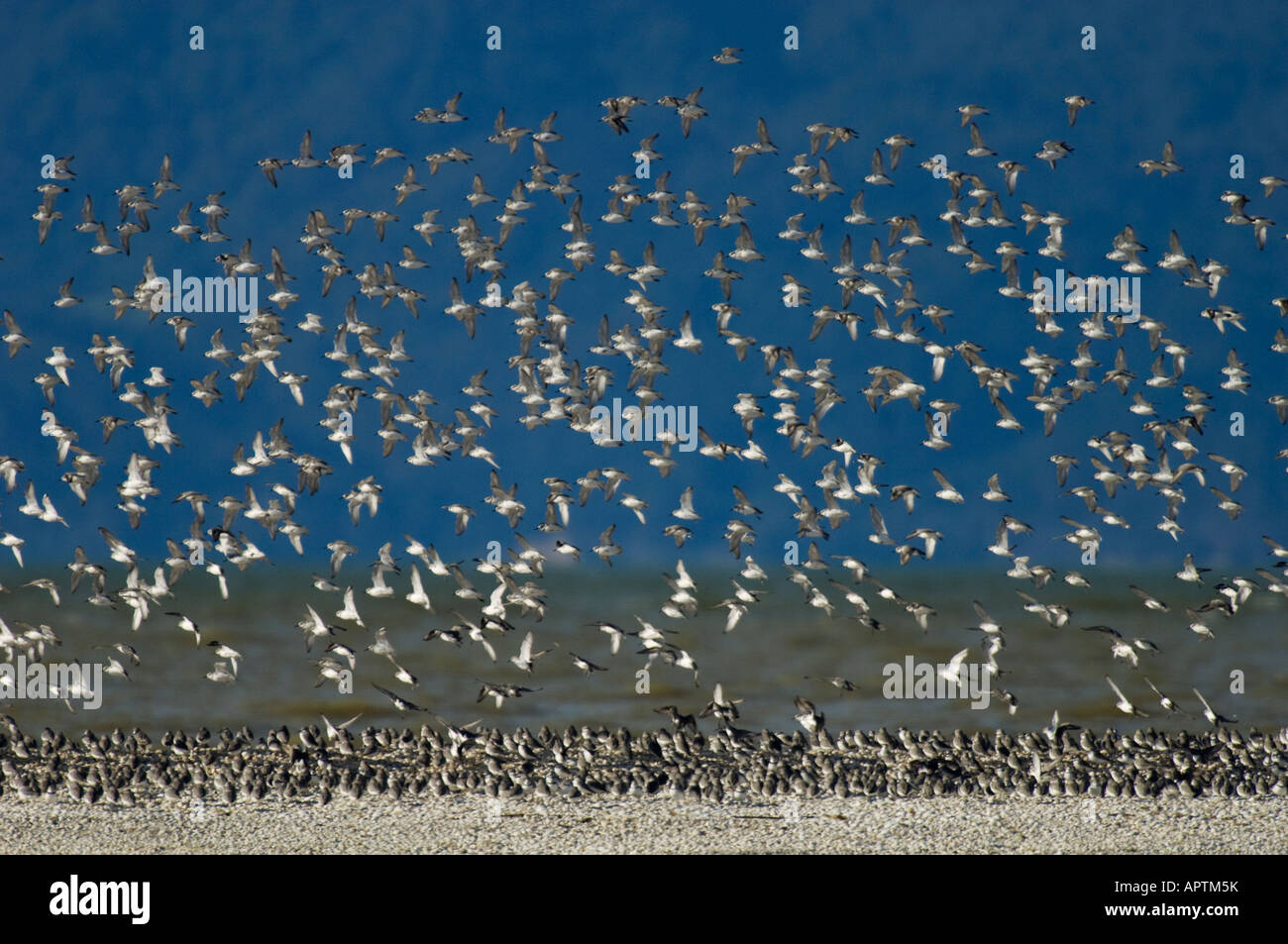 Wrybill (Anarhynchus frontalis Stock Photo - Alamy