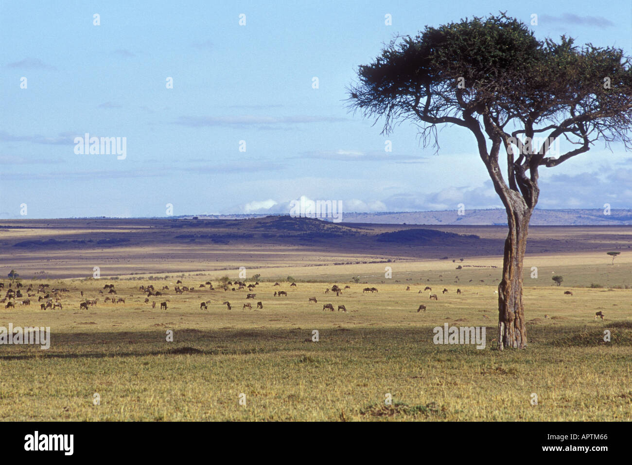 Ancient balanites tree in savannah landscape with grazing animals Masai ...