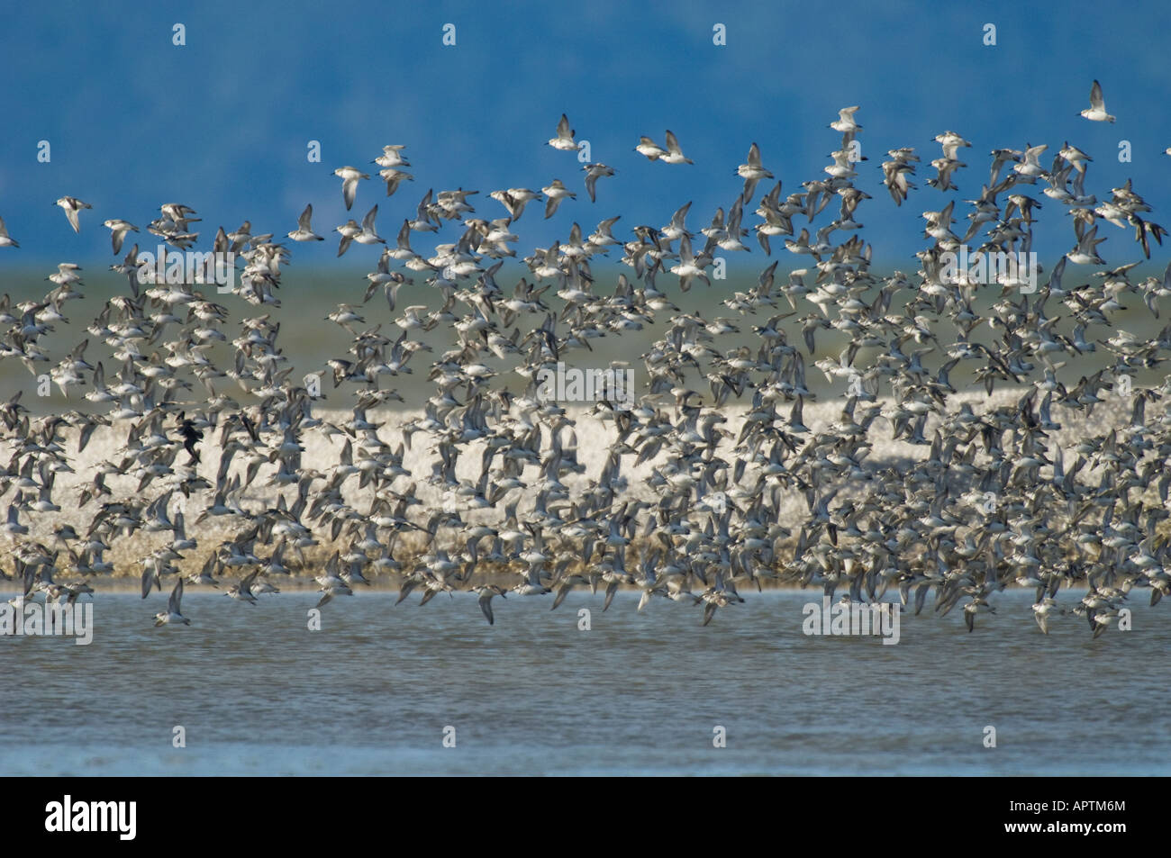 Wrybill (Anarhynchus frontalis Stock Photo - Alamy
