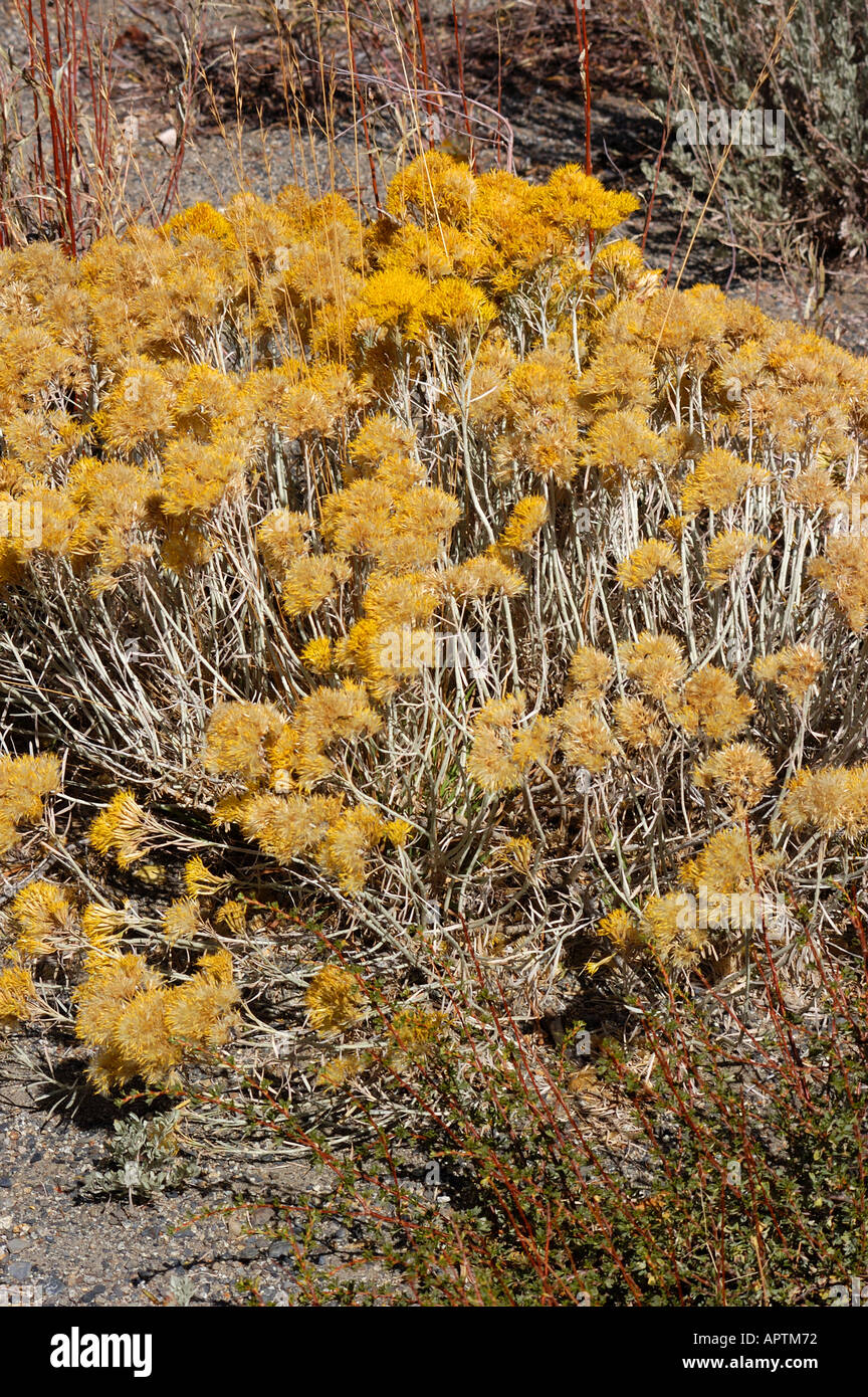 Common rabbitbrush hi-res stock photography and images - Alamy