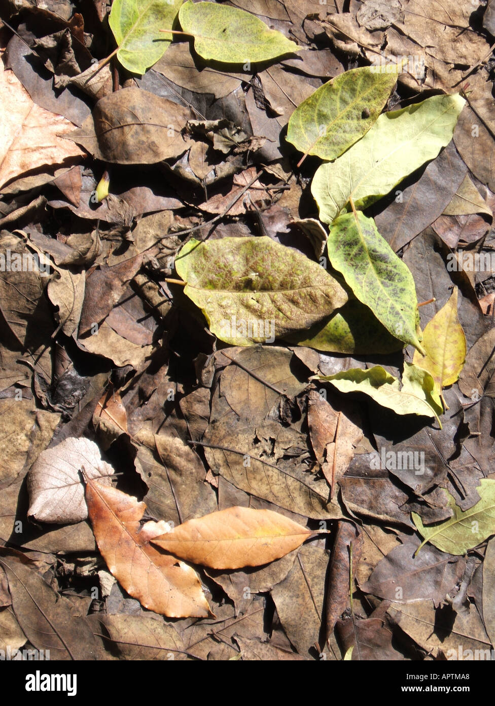 dead leaves on forest floor Stock Photo - Alamy