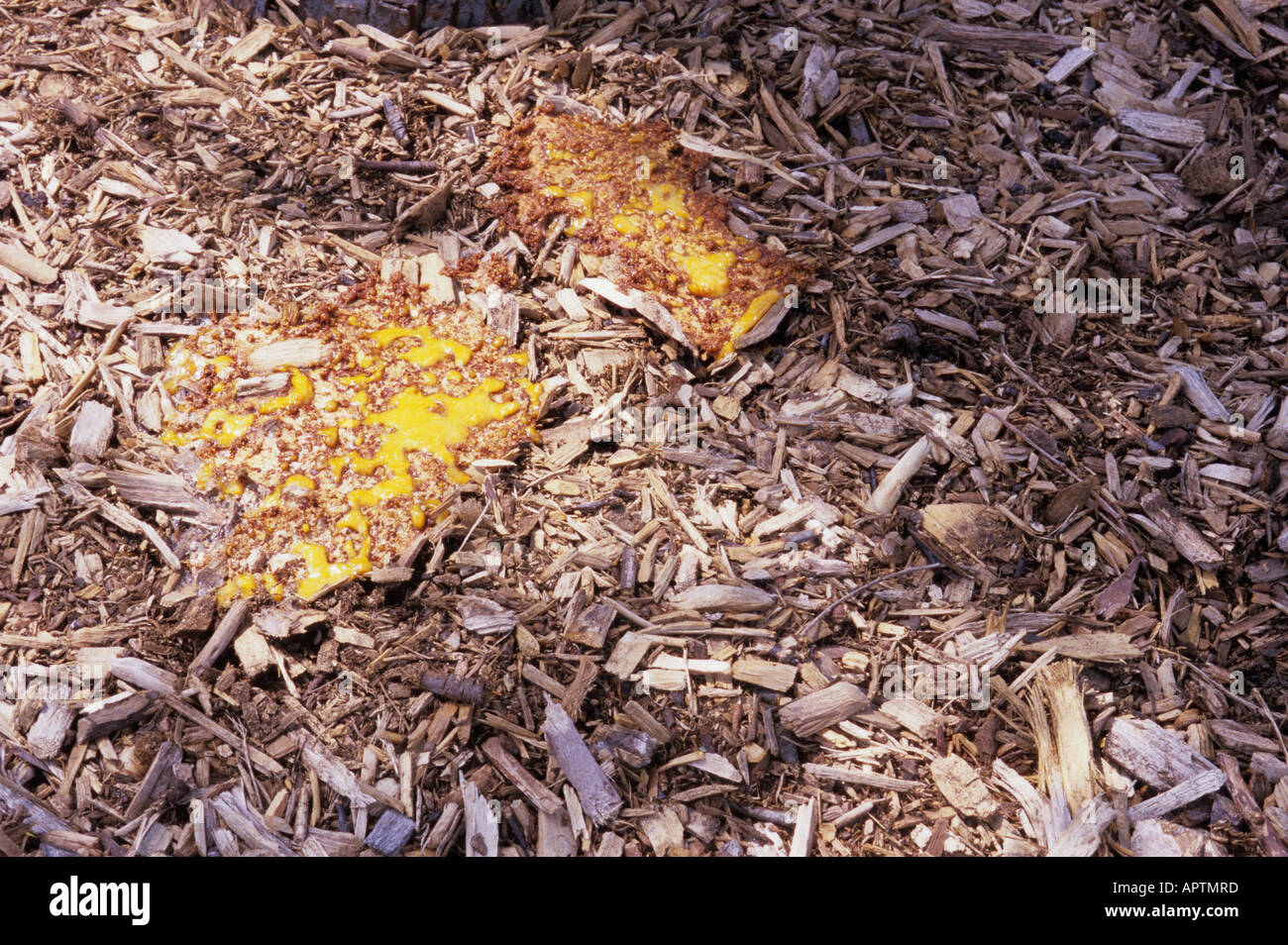 Dog vomit slime mold (Fuligo septica) in an urban flower bed. Missouri ...
