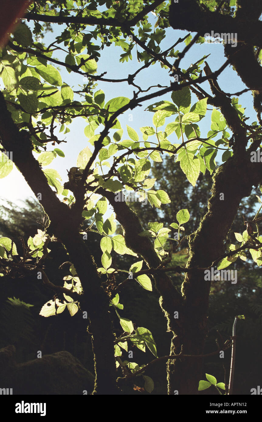backlit tree in morning sun Stock Photo - Alamy