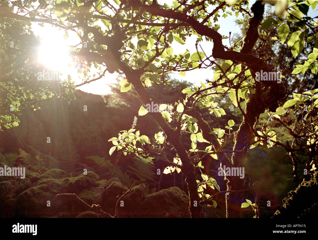 backlit tree in morning sun Stock Photo - Alamy