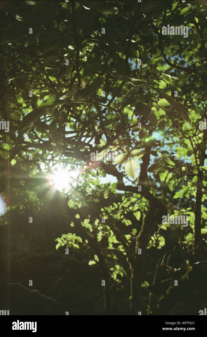 backlit trees morning Stock Photo - Alamy