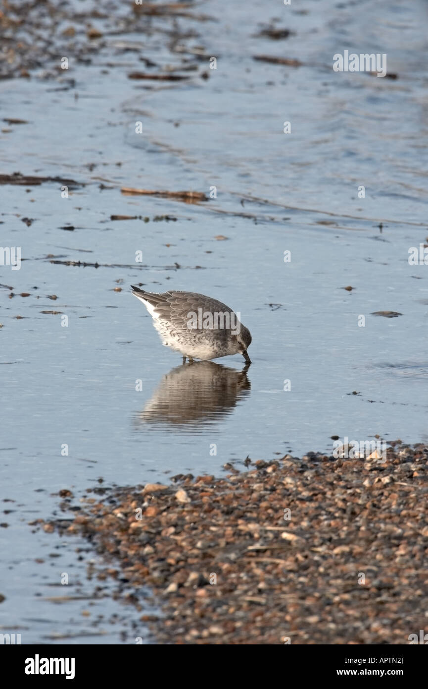 Dunlin Calidris alpina adult in winter plumage feedin in shallow water ...