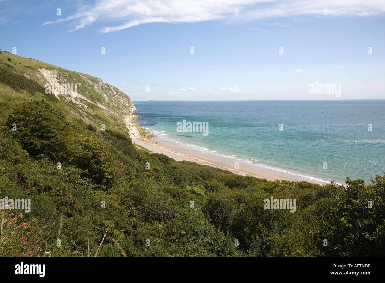 The chalk escarpment of Ballard Down plunges into the English Channel ...