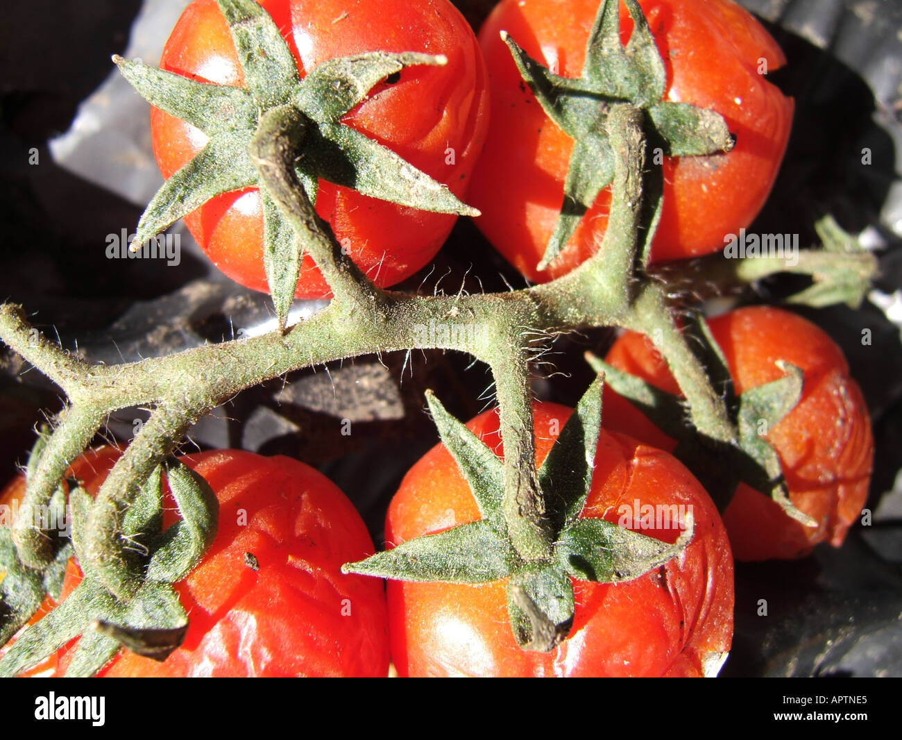 Squashed tomato hi-res stock photography and images - Alamy