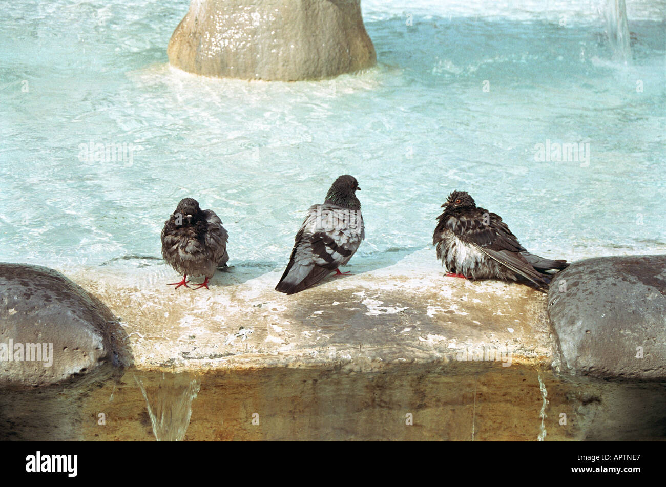 three pigeons by fountain, rome Stock Photo - Alamy