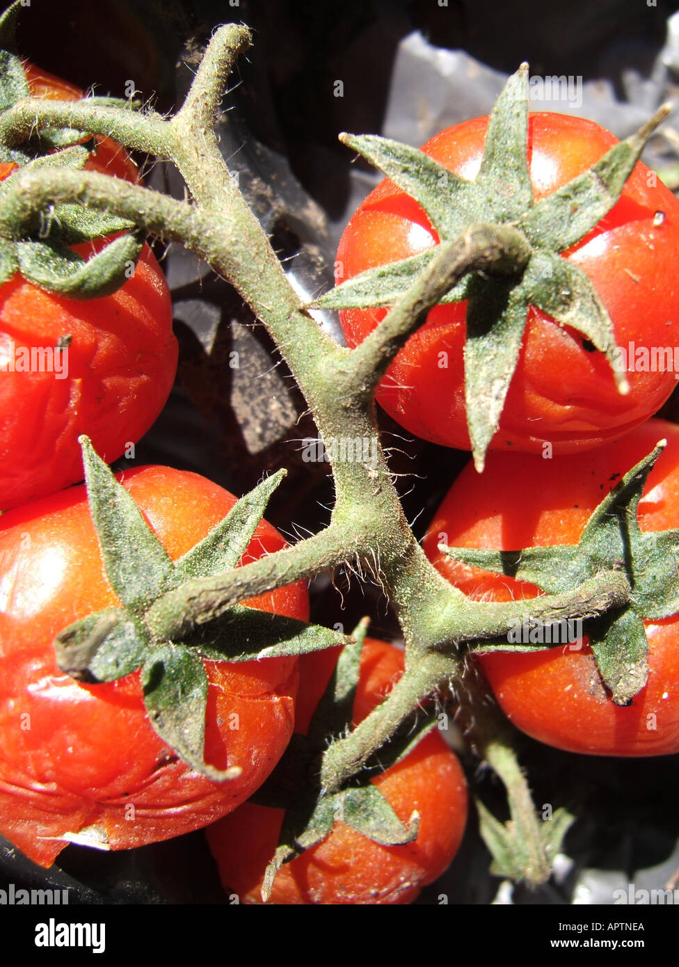 Squashed tomato hi-res stock photography and images - Alamy
