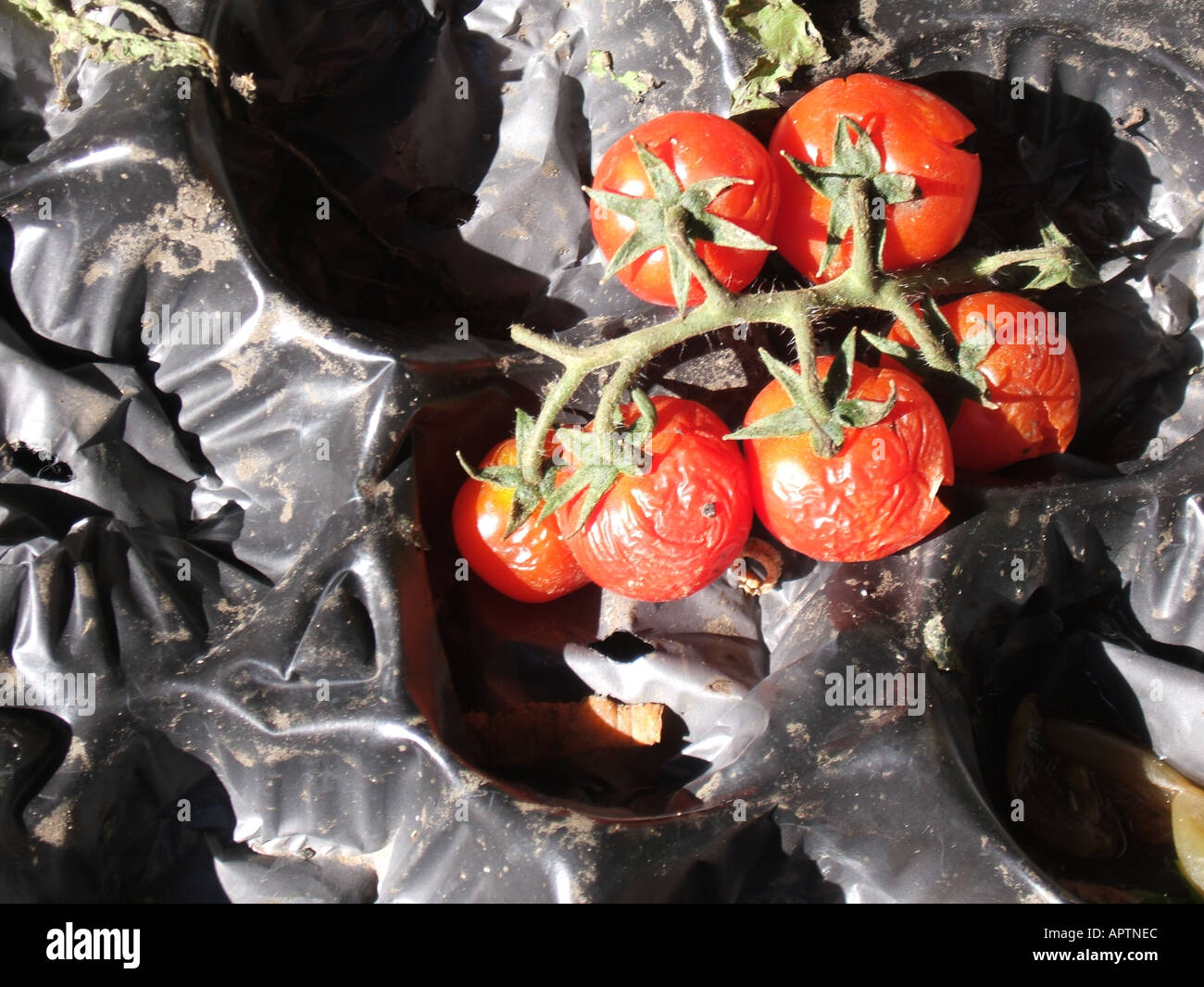 Squashed tomato hi-res stock photography and images - Alamy