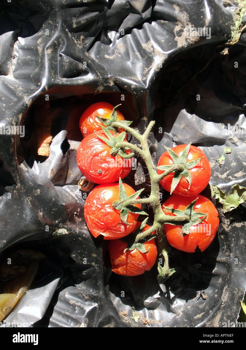 Squashed tomato hi-res stock photography and images - Alamy