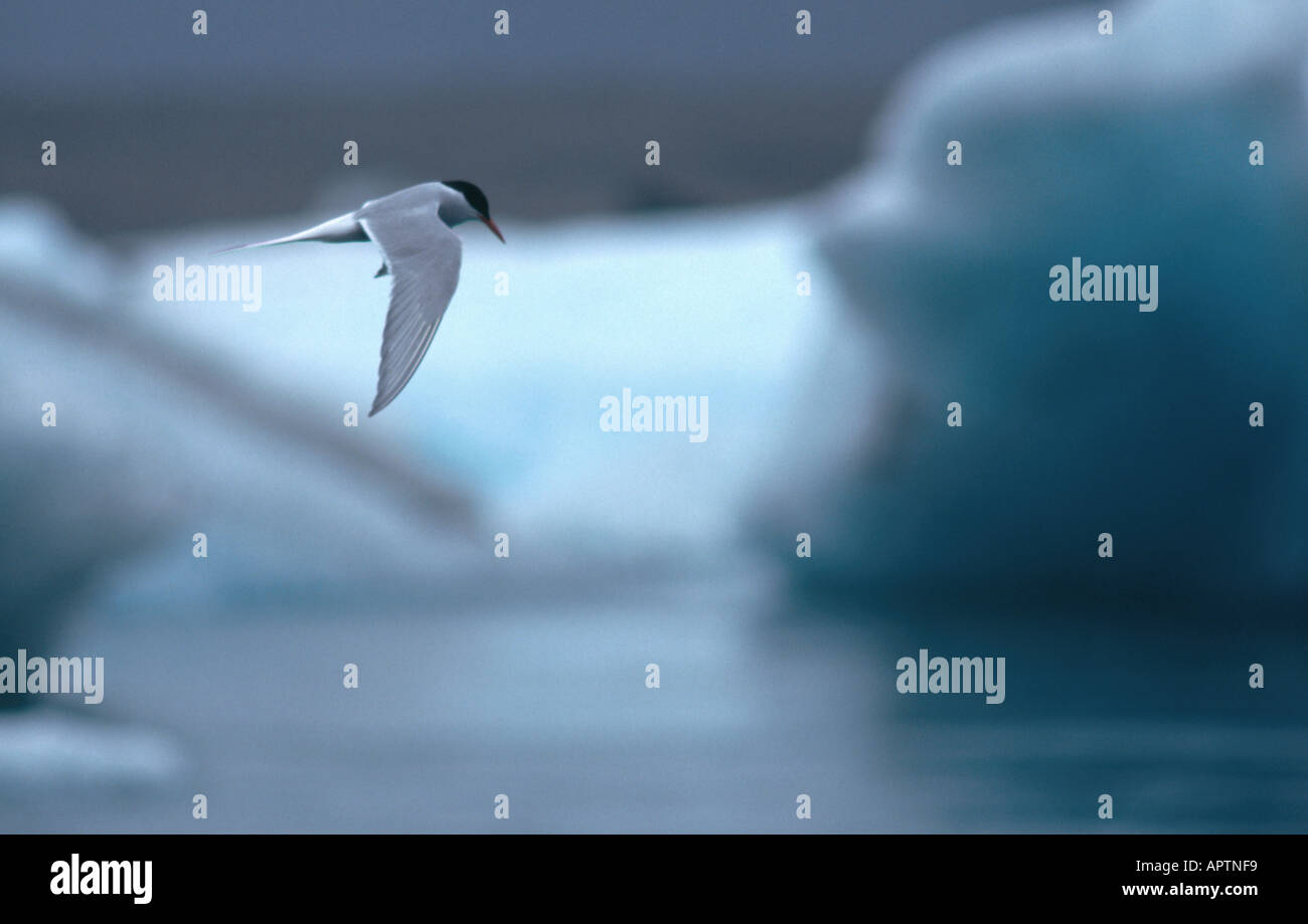 Icelandic birdlife hi-res stock photography and images - Alamy