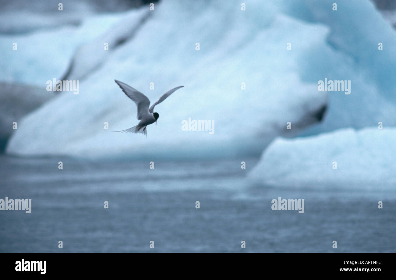 Iceland birdlife hi-res stock photography and images - Alamy
