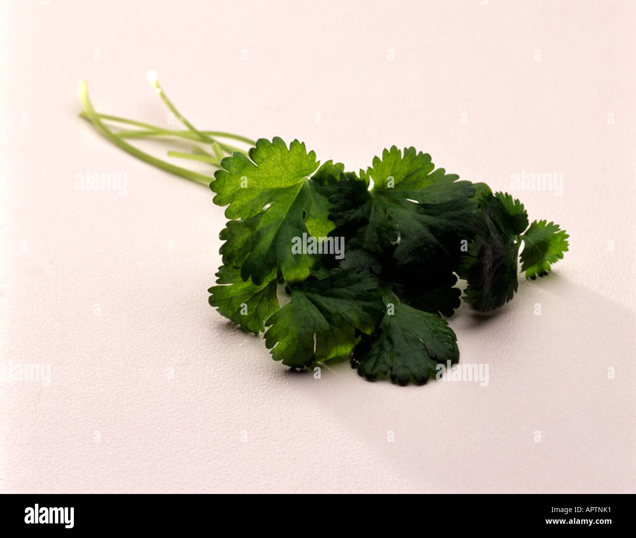 Bunch of fresh coriander on white b/g Stock Photo - Alamy