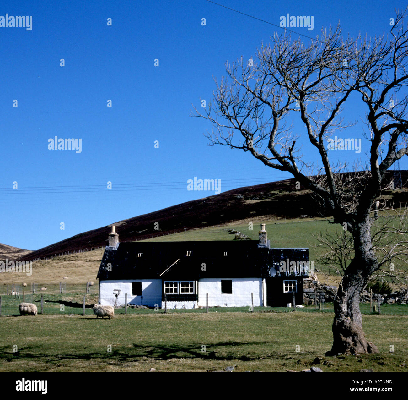 Farm Scotland Scottish whiskey Whisky Stock Photo - Alamy