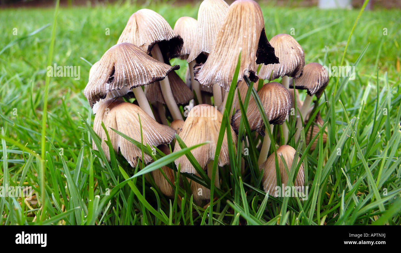 Purple mushrooms in the woods hi-res stock photography and images - Alamy