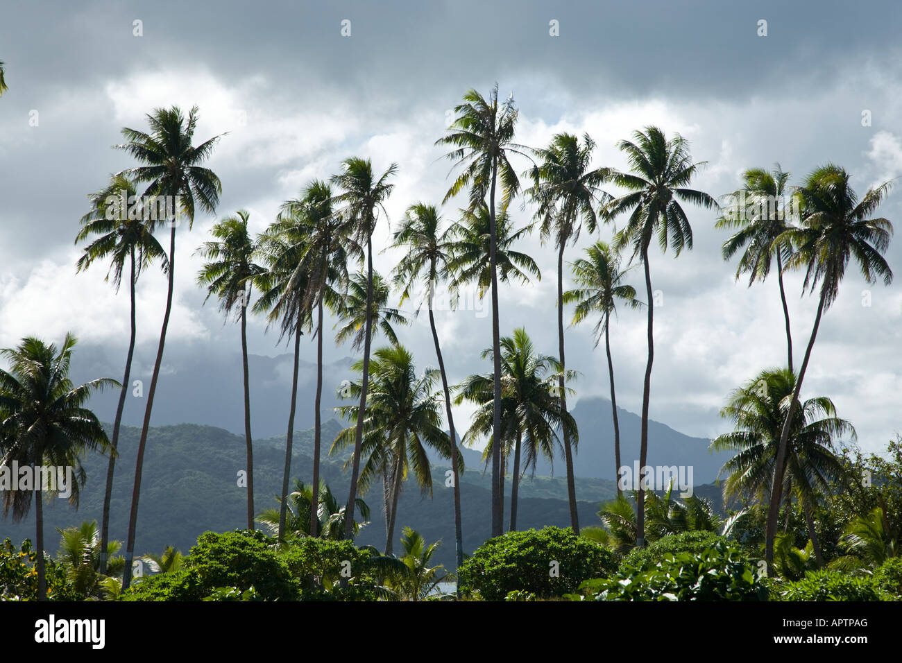 In the foreground, palm trees on Naonao island; in the background ...