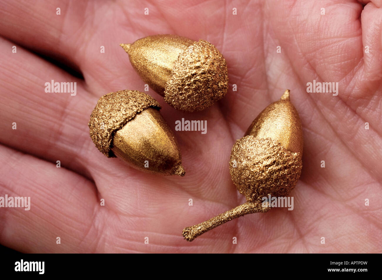 hand holding group of golden acorns Stock Photo - Alamy