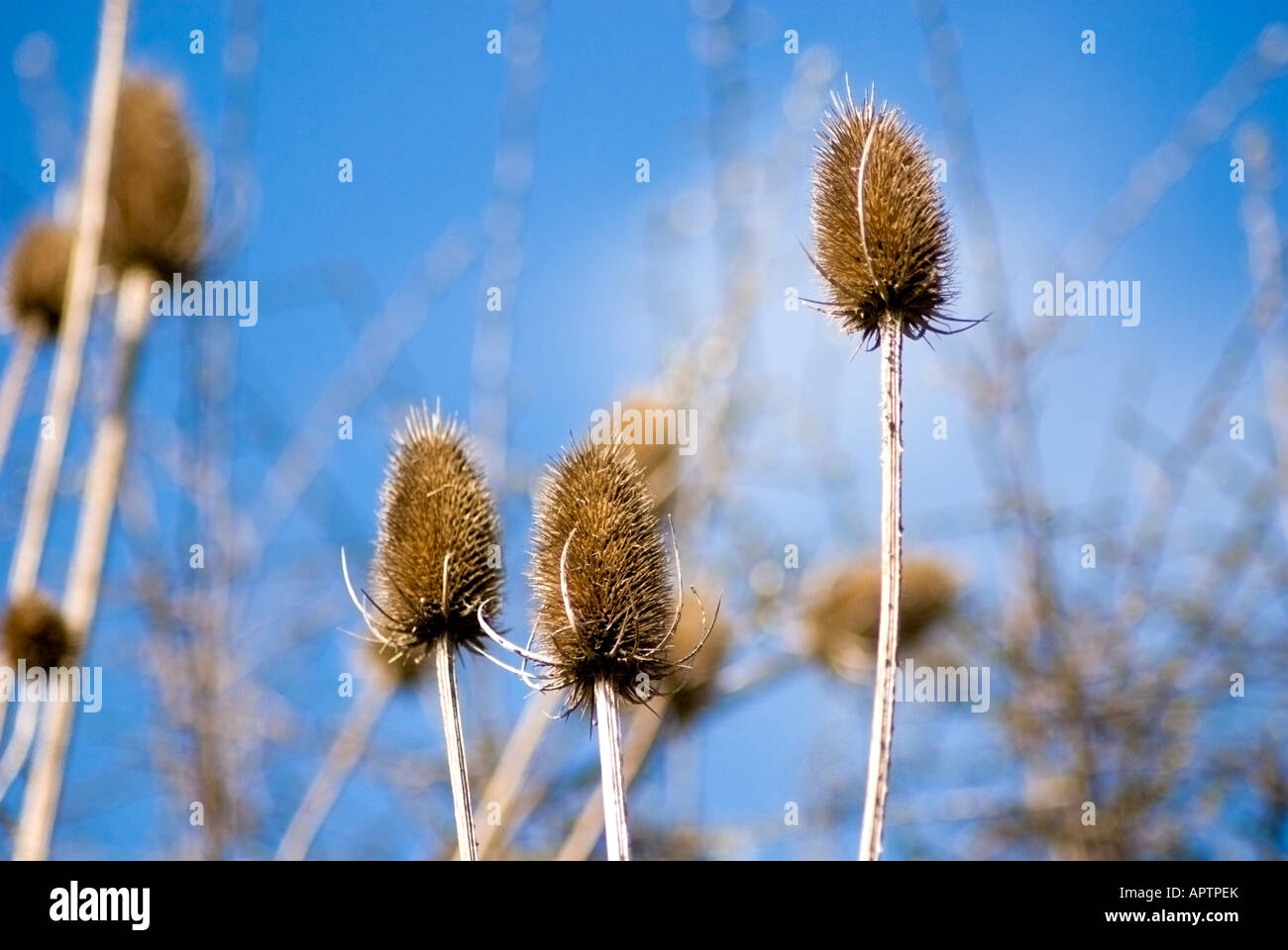 Teasel Comb High Resolution Stock Photography and Images - Alamy