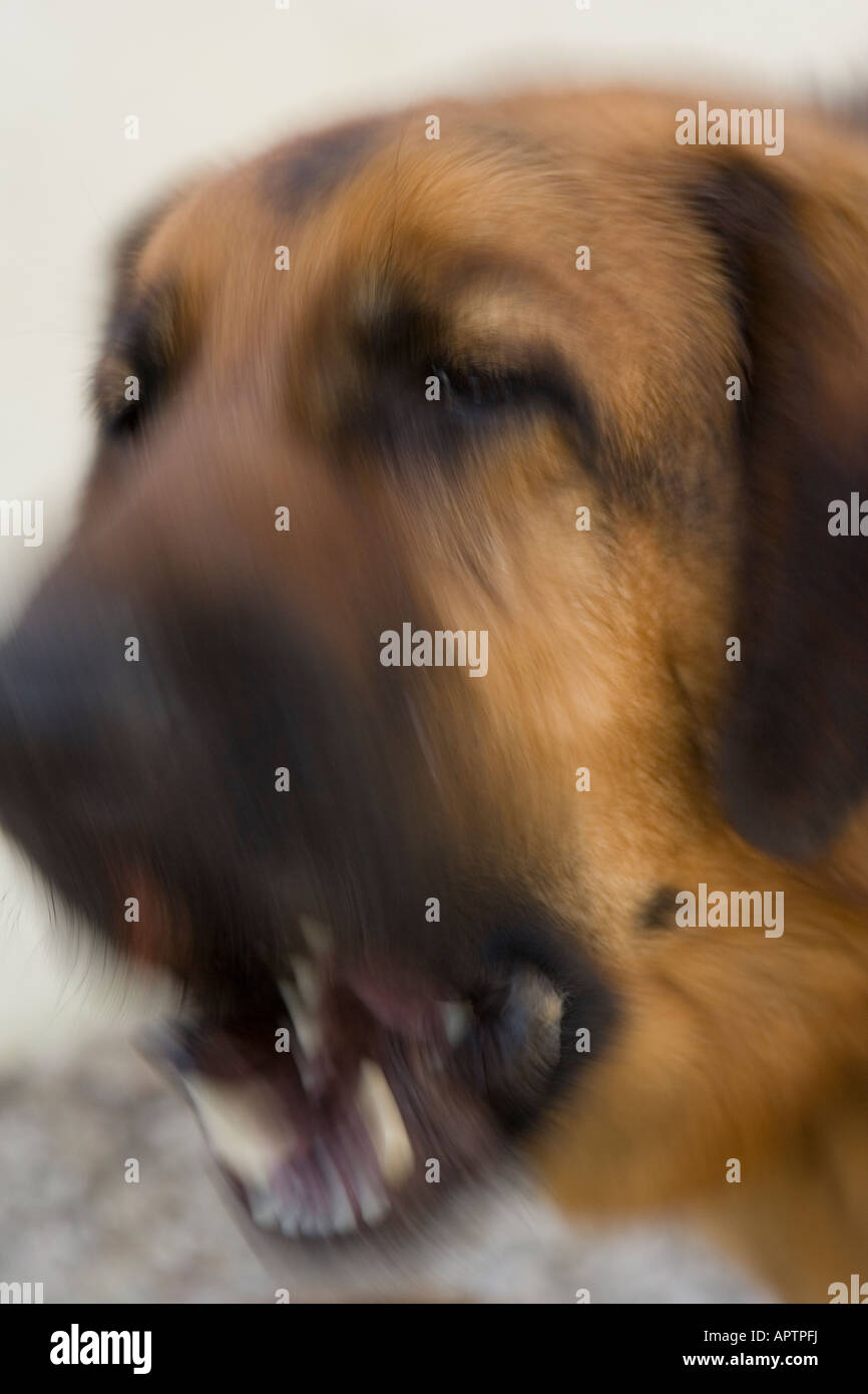Anger of dog hi-res stock photography and images - Alamy