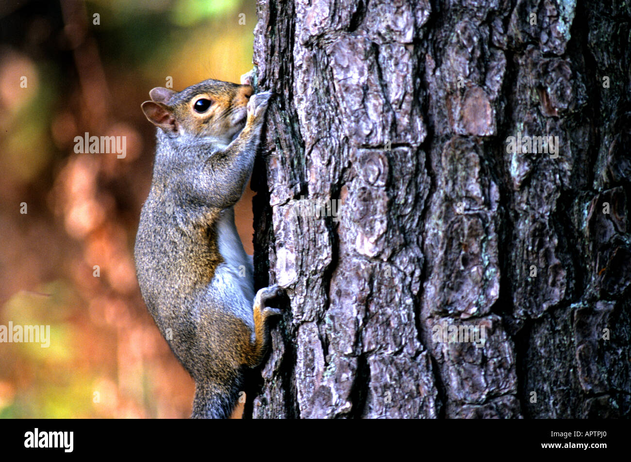 Squirrel and woodland environment hi-res stock photography and images ...