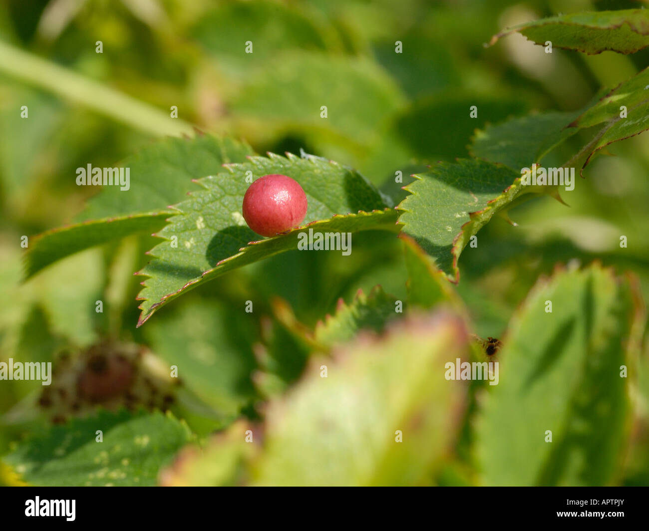 Smooth Pea Gall, diplolepis eglanteriae Stock Photo - Alamy