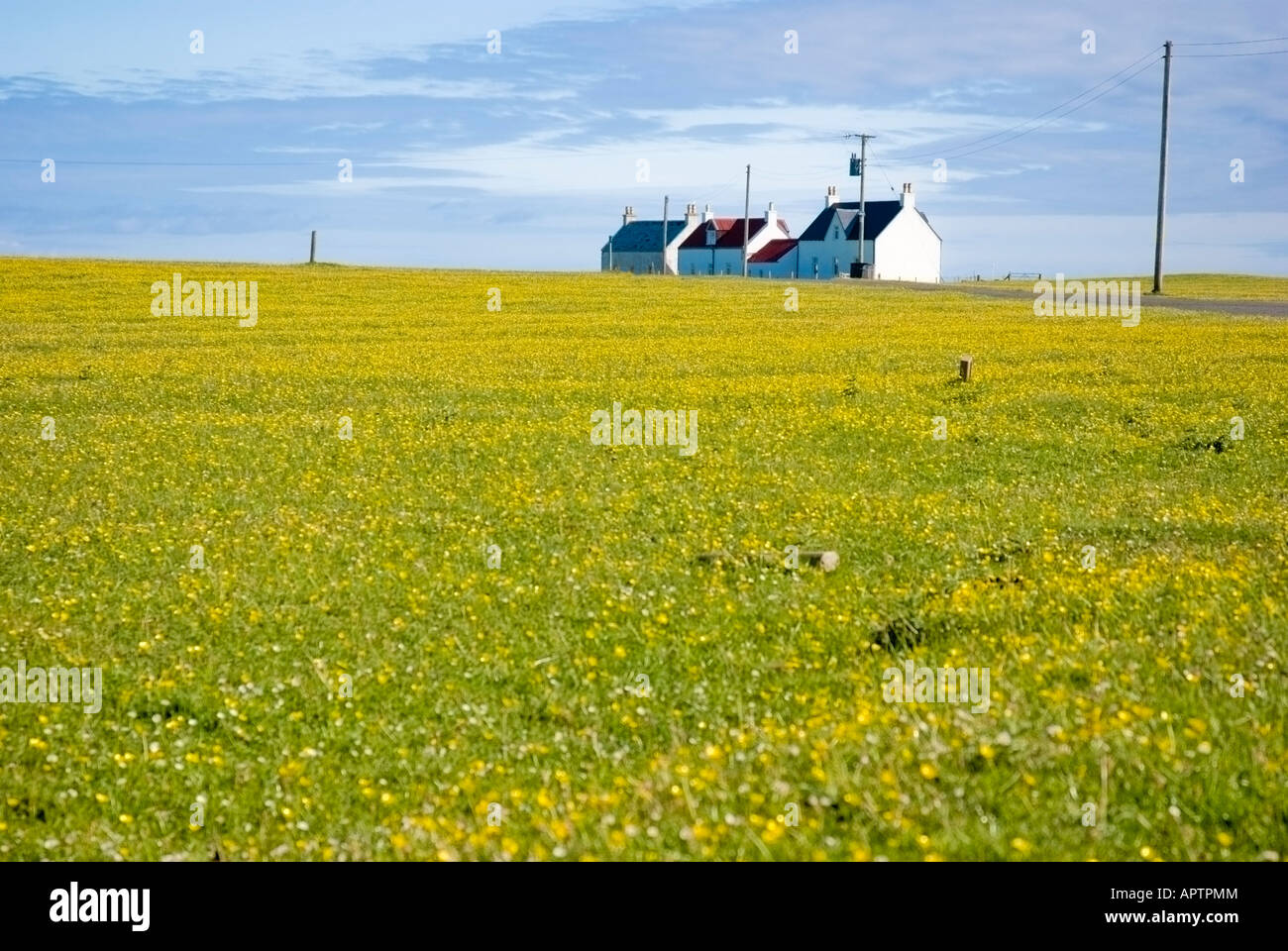 Tiree hebrides flowers hi-res stock photography and images - Alamy