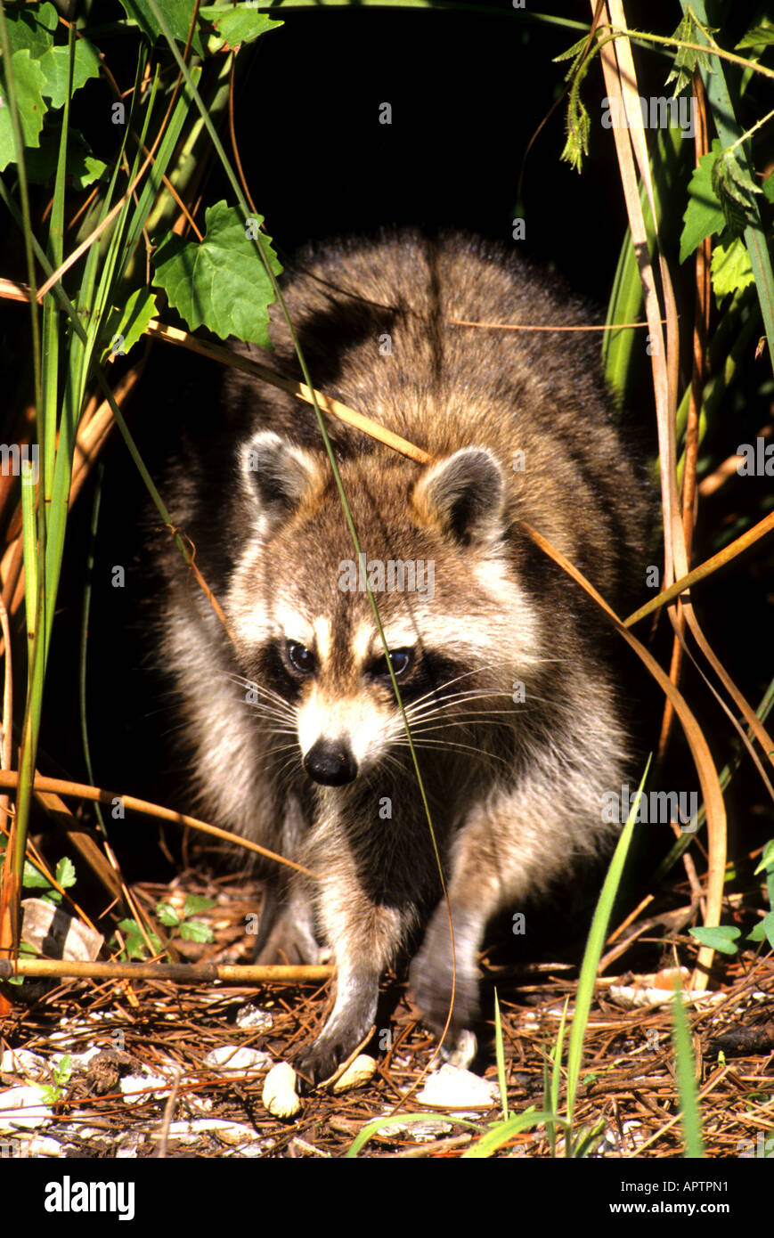 Raccoon adventure hi-res stock photography and images - Alamy