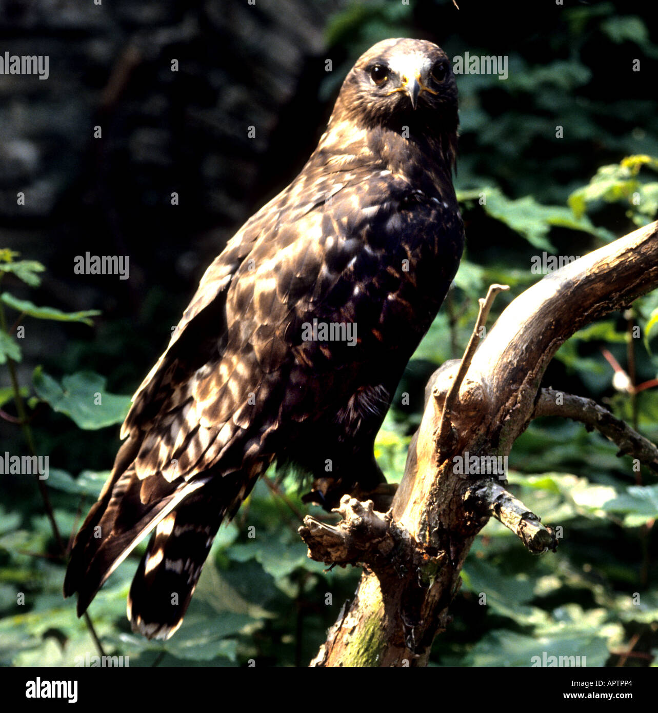 Spirit hawk hi-res stock photography and images - Alamy