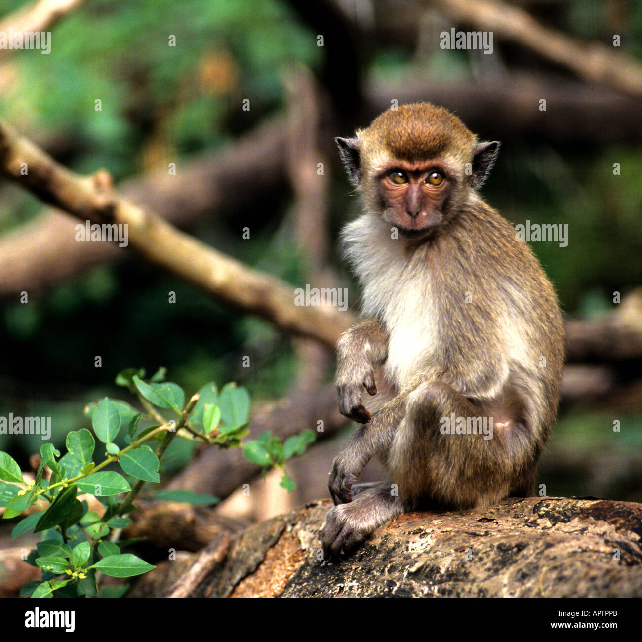 Monkey South Africa Monkey Animals Kruger Park Stock Photo - Alamy