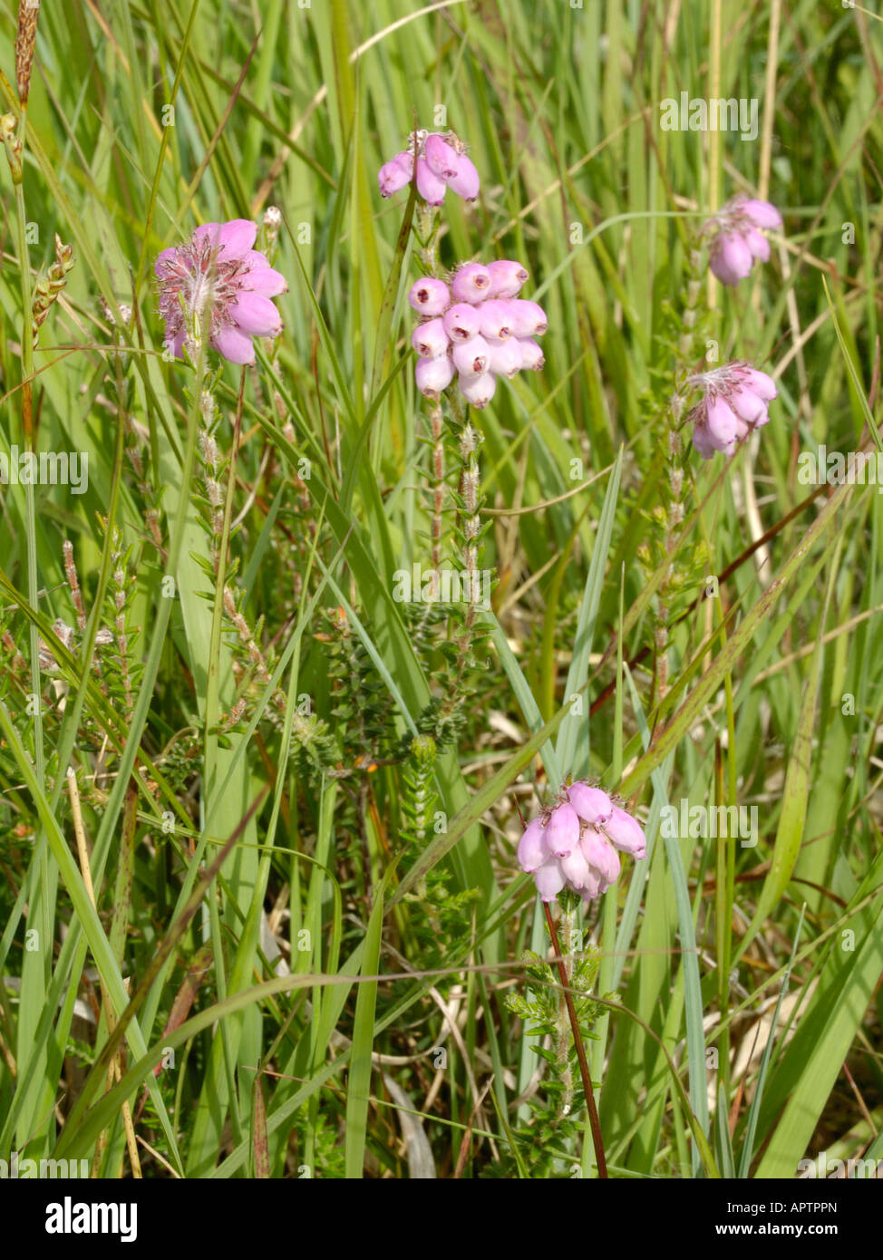 Cross leaf heath hi-res stock photography and images - Alamy