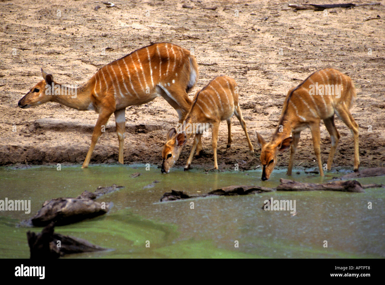 Impala, antelope, horns, sunset, grace, beauty, Africa, safari, kenya ...