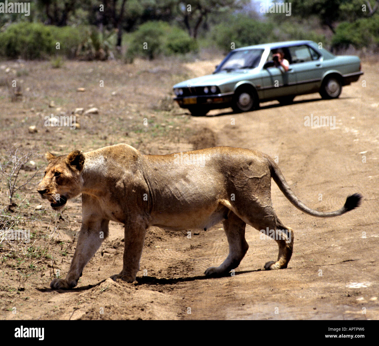 lion car south africa traffic road Stock Photo - Alamy