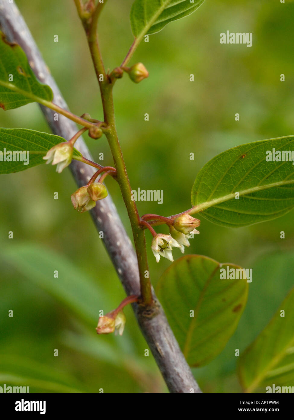 Alder buckthorn flower hi-res stock photography and images - Alamy