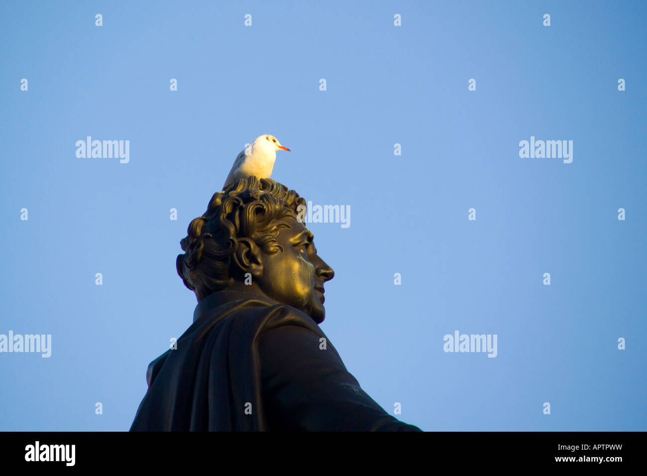 seagull resting on statue Stock Photo - Alamy