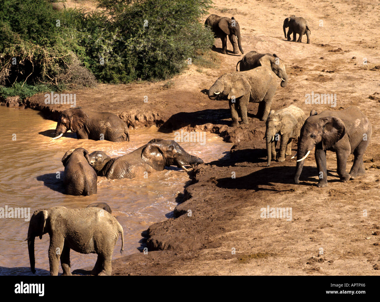 Baby elephant with siblings hi-res stock photography and images - Alamy