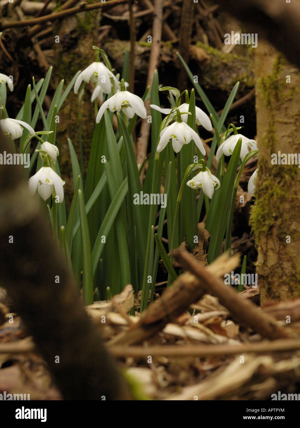 Double Snowdrop, Galanthus nivalis Stock Photo - Alamy