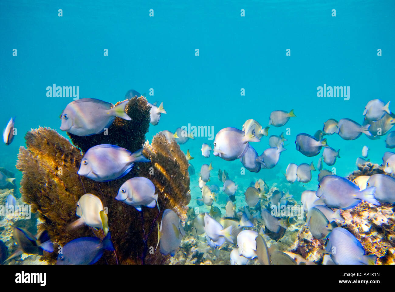 Reef united states virgin islands hi-res stock photography and images ...