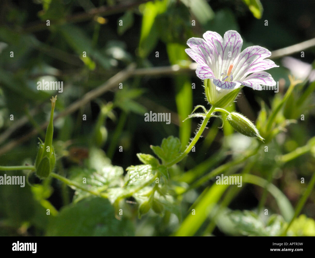 Pencilled Crane's bill, geranium versicolor Stock Photo - Alamy
