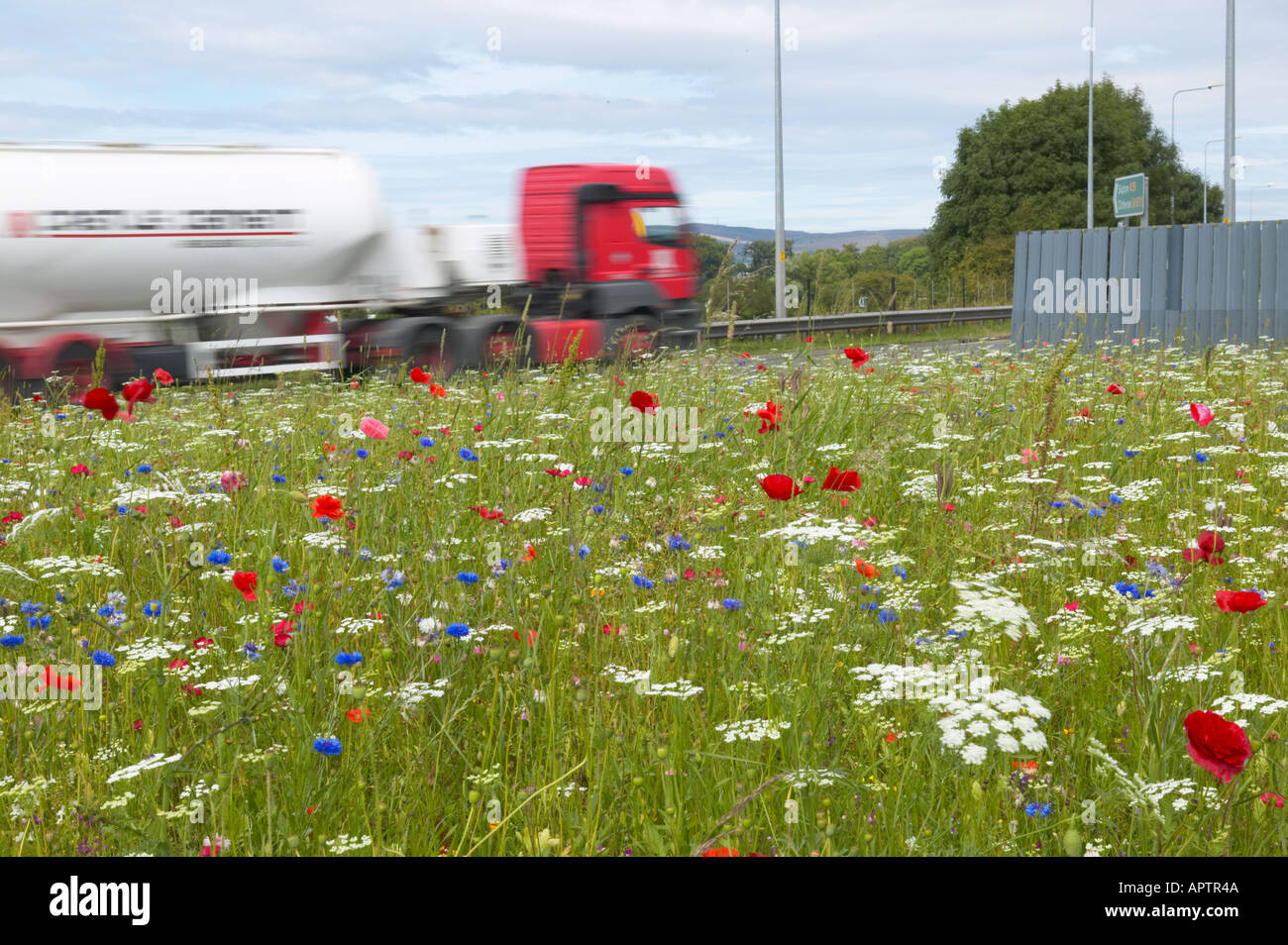 busy roundabout planted with arable weed wildflower and wild meadow ...