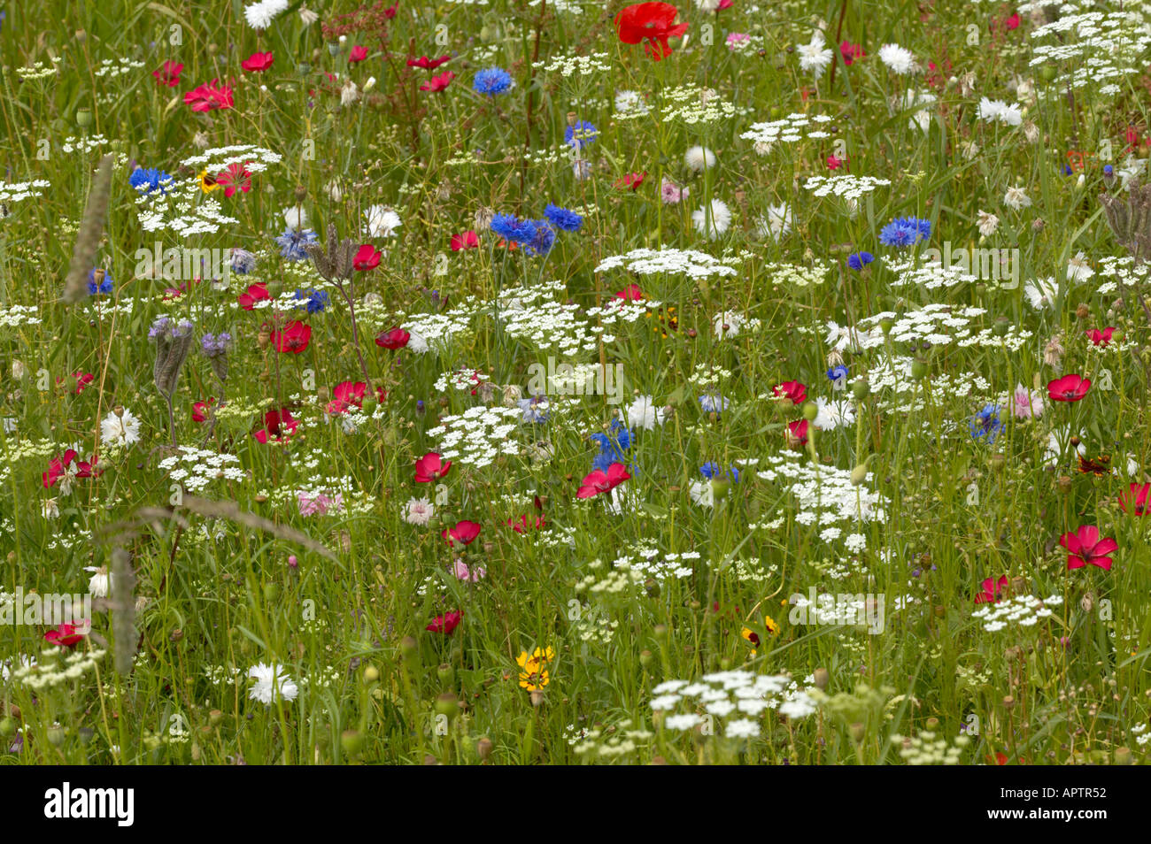 busy roundabout planted with arable weed wildflower and wild meadow ...
