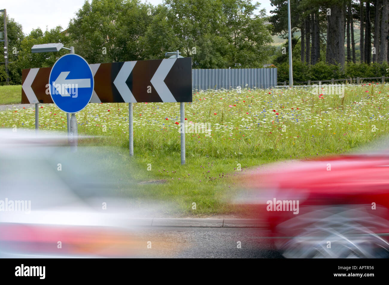 busy roundabout planted with arable weed wildflower and wild seed mix ...