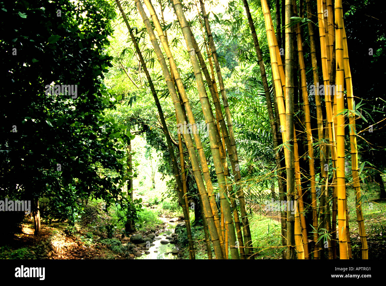 bamboo tree nature plant plants tropic Stock Photo - Alamy