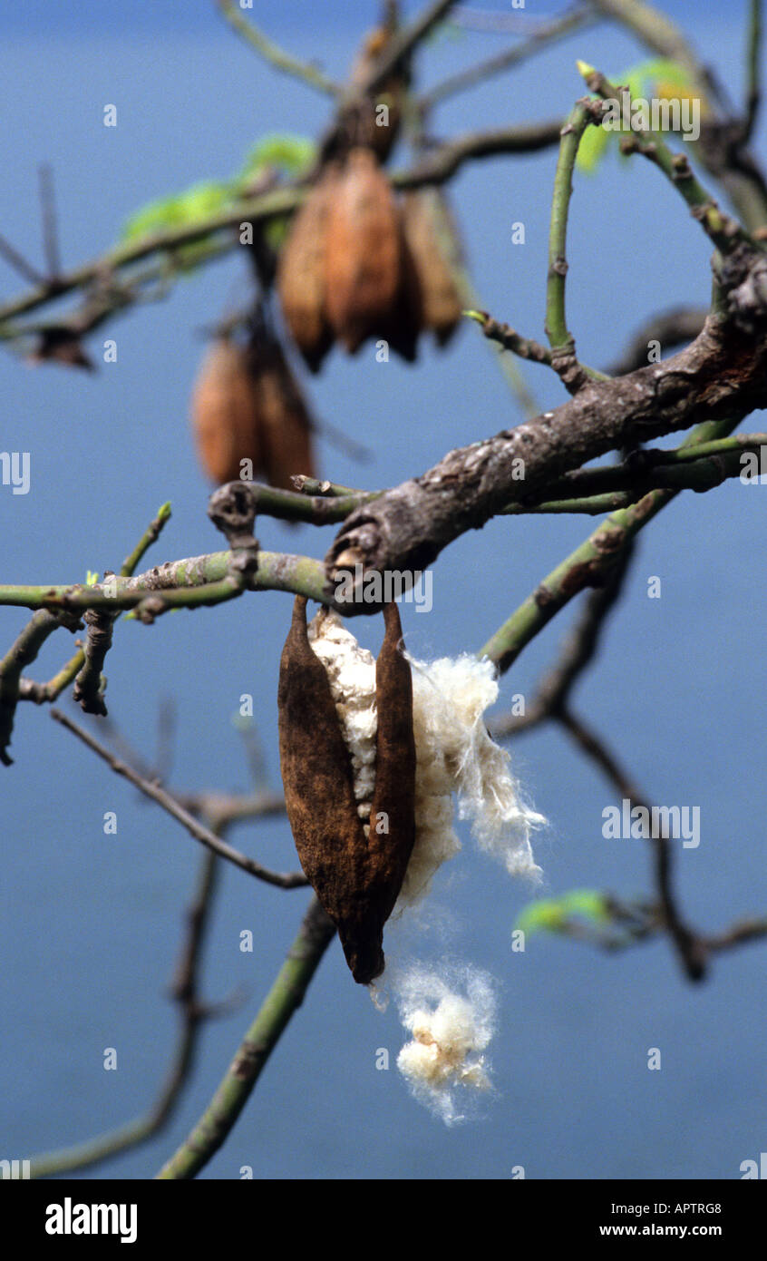 Cotton tree nature plant plants tropic Stock Photo - Alamy